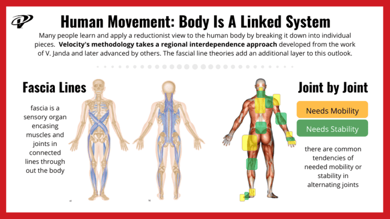 The Kinetic Chain in Overhead Sports: A Linked System
